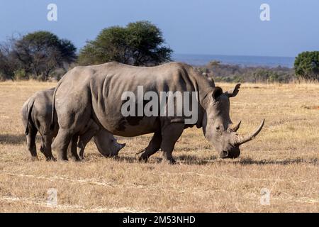 White rhino (square-lipped rhinocerus, Ceratotherium simum) and baby ...