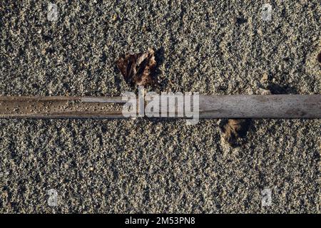 Broken cane on the sand seen up close Stock Photo - Alamy
