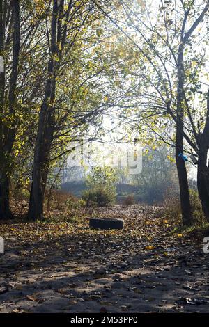 Tire between two trees on the sand covered by foliage in the italian ...