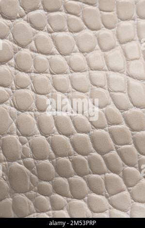 Close-up of grey and beige snake at the Iguazu Waterfalls National Park ...