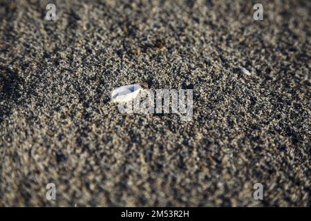 Seashell on the sand seen up close Stock Photo - Alamy