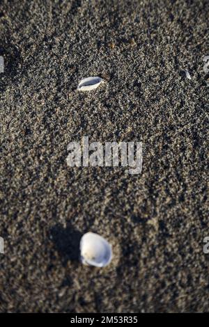 Seashell on the sand seen up close Stock Photo - Alamy