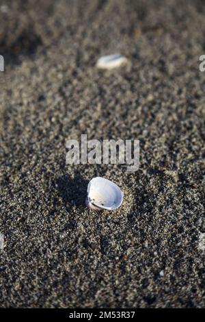 Seashell on the sand seen up close Stock Photo - Alamy