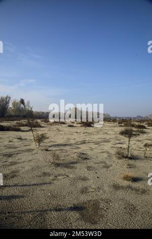 Sandy riverside with tracks and bushes with forests in the background ...
