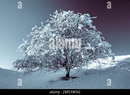 Frosted snow clad tree Stock Photo - Alamy