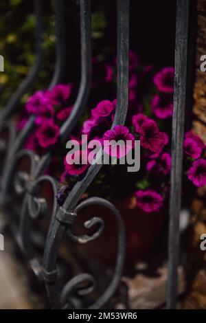 A vertical shot of the purple Petunia flowers growing in the garden ...