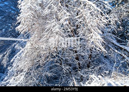 Heavy snow and trees laying on power lines after a Wiscosin winter ...