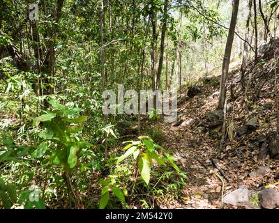 Rainforest, Butterfly Gorge, Southern Walks, Katherine Gorge, Nitmiluk ...