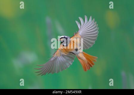 Common redstart (Phoenicurus phoenicurus), flight photo, male in flight ...