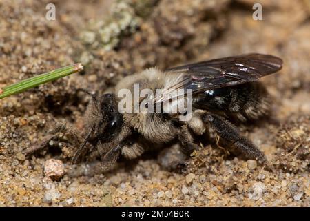 Willow sand bee sitting on sand left looking Stock Photo - Alamy