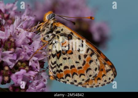 Red Melitaea butterfly with closed wings sitting on pink flower looking ...
