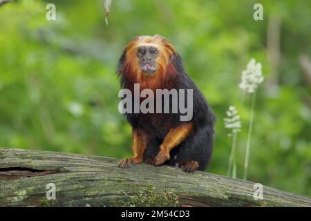 Golden-headed (Callitrichidae) lion monkey, adult, Golden-headed lion ...