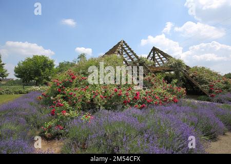 Rosarium with pyramid and hedges and red roses, red, shrubs, RhineMain ...