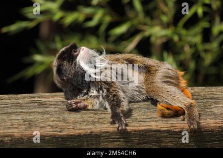 Caesarean tamarin, emperortamarin (Saguinus imperator), adult, portrait ...