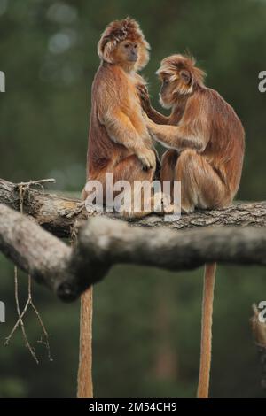 Javan lutung (Trachypithecus auratus), two, juvenile, adult, carry ...