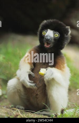 Crowned sifaka (Propithecus coronatus), portrait, looking toward camera ...