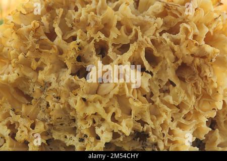 Detail of Detail of Ruffled Hen (Wood Cauliflower crispa), Fat Hen ...