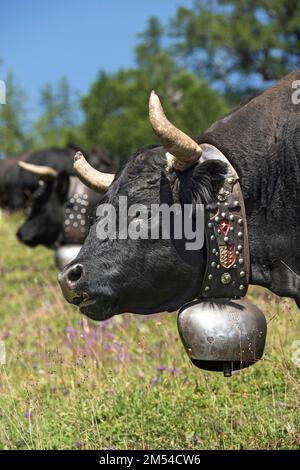 Portrait of a cow of the Eringer cattle breed with a cow bell and a ...