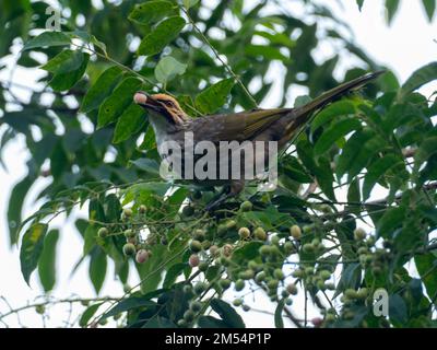 Straw-headed Bulbul, Pycnonotus zeylanicus, an endangered bird from ...