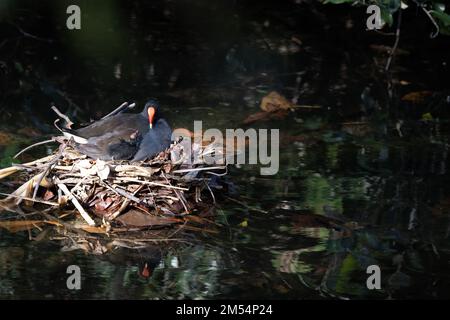 Two adult Dusky moorhens & chick exhibit feeding behaviours at ...