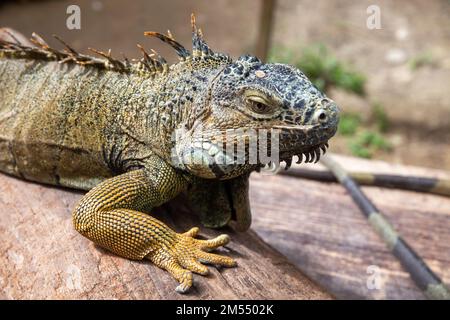 Iguanas in Mexico Stock Photo - Alamy