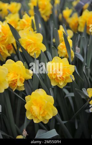 double narcissus flowers blooming in the spring Stock Photo - Alamy