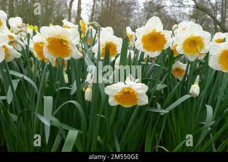 White, yellow and orange Large-Cupped daffodils (Narcissus) Ring of ...