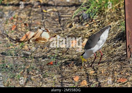 Masked Lapwing foraging on the ground Stock Photo - Alamy