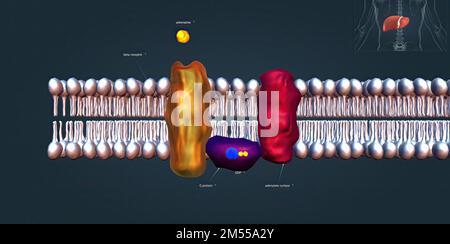 The beta 1 receptor is vital for the normal physiological function of ...