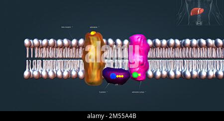 The beta 1 receptor is vital for the normal physiological function of ...