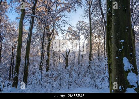 Winter snowy walk to Wolski forest in Krakow Stock Photo - Alamy