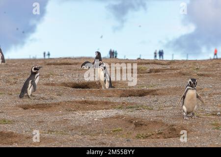 Wild Magellaninc penguins walking freely around Magdalena Island, a ...