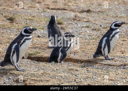Wild Magellaninc penguins walking freely around Magdalena Island, a ...