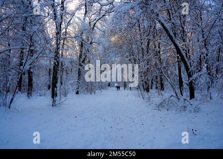 Winter snowy walk to Wolski forest in Krakow Stock Photo - Alamy