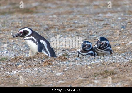 Wild Magellaninc penguins walking freely around Magdalena Island, a ...