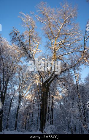 Winter snowy walk to Wolski forest in Krakow Stock Photo - Alamy