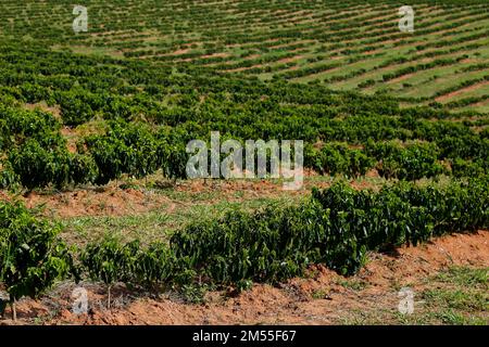 View farm with coffee plantation - early stage farming in Brazil - Cafe ...