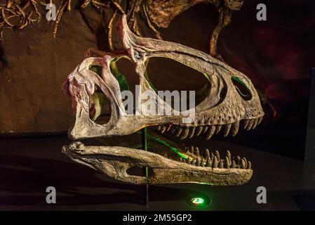 Dinosaur galleries at the Australian Museum, Natural History Museum ...