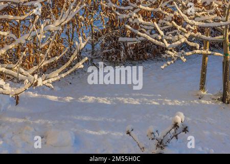 Beautiful view of shadows from rays of sun on white snow in garden on ...