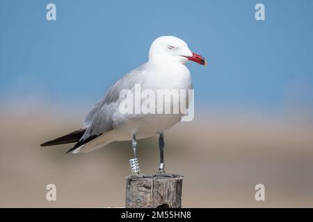 Audouin’s gull, Larus audouinii, with two bands on the legs, Ebro Delta ...