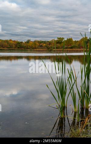 Typha on a pond shoreline. Wetland habitat. Cattail grass. Papyrus ...