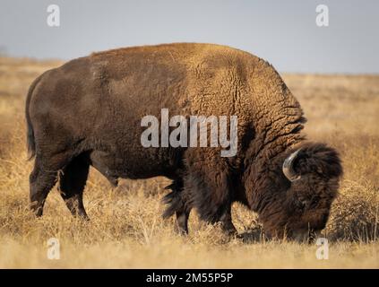 Bison at the Rocky Mountain Arsenal Denver Colorado Stock Photo - Alamy