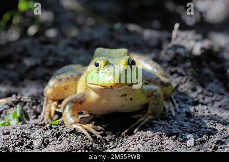American bullfrog with wide head, stout bodies, and long, hind legs ...