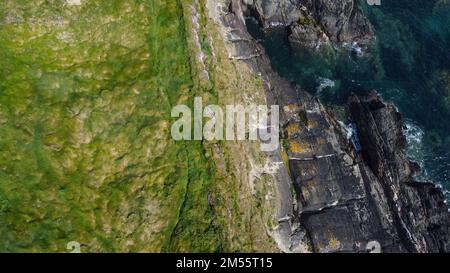 Dense thickets of grass. Grass-covered rocks on the Atlantic Ocean ...