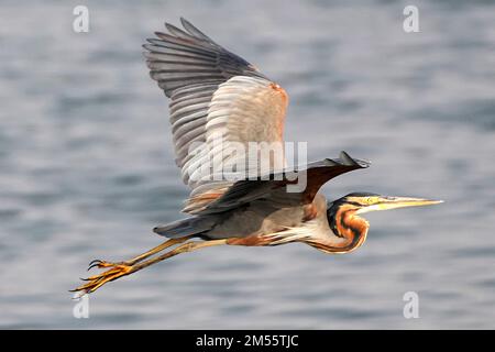 A Purple Heron Flies over a AnaSagar lake During cold winter day in ...