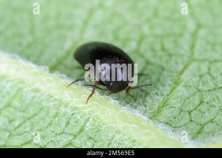 Eucinetus haemorrhoidalis is a species of plate-thigh beetle in the ...