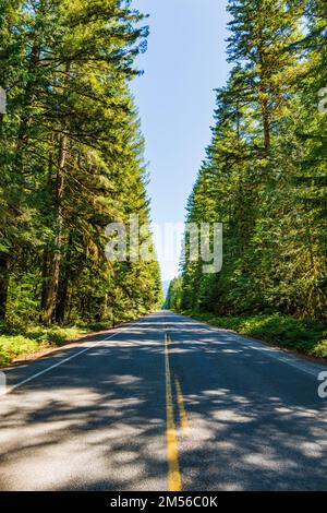 Route 20; central Washington; lined with tall evergreen trees; USA ...