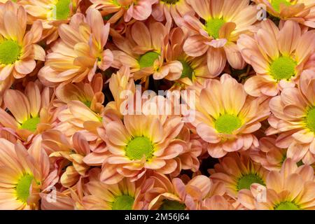 Cremon Disbud flowers imported from Colombia photographed in Miami in ...