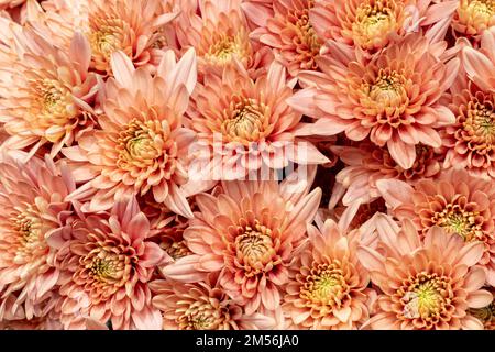 Cremon Disbud flowers imported from Colombia photographed in Miami in ...