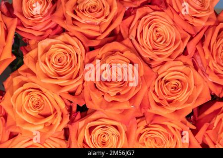 Roses imported from Colombia photographed at Miami in studio Stock ...